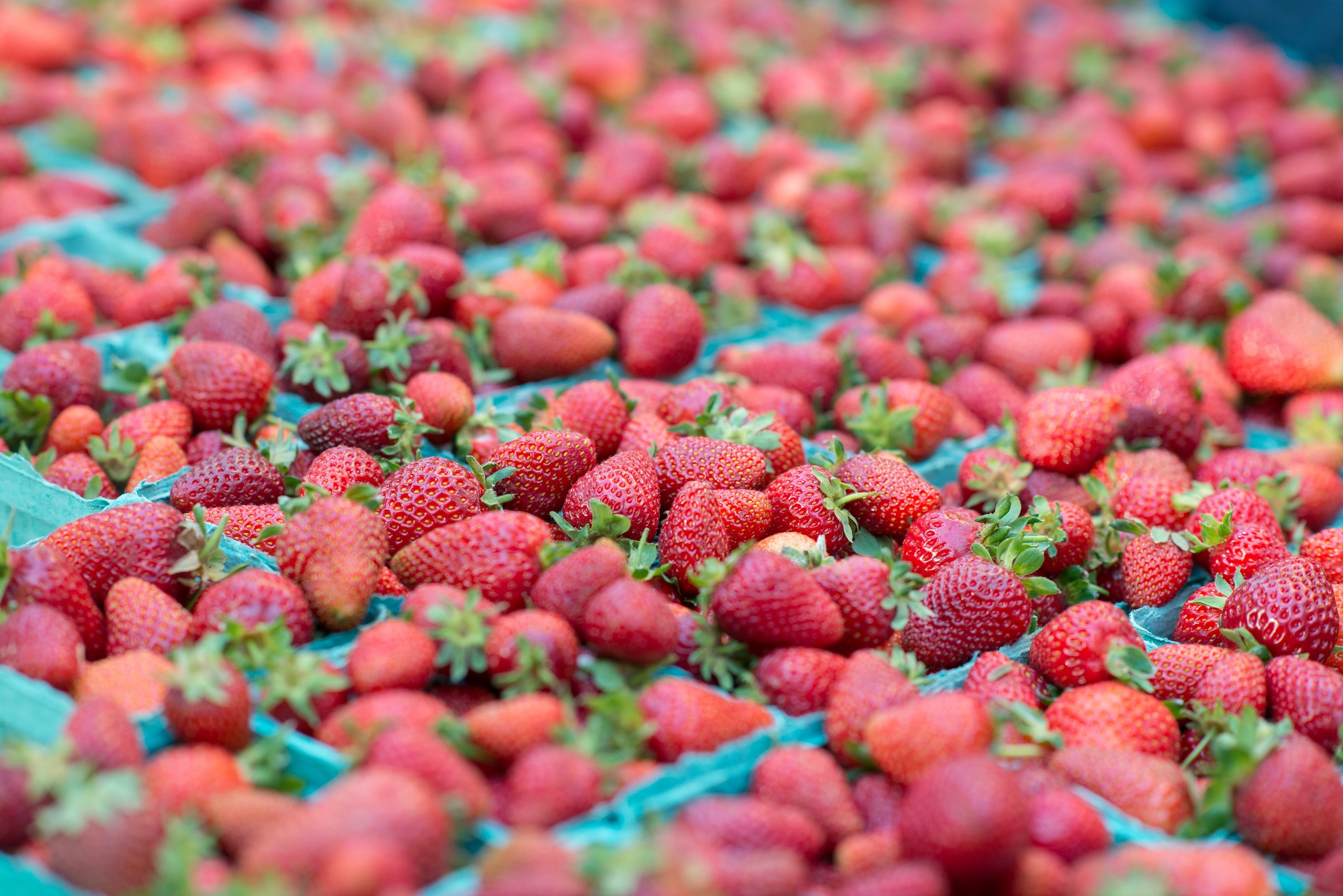Local Strawberries at The Markets - Portland Farmers Market