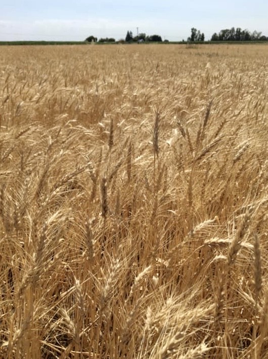 Portland Farmers Market Baking with the Flavors of Local Grains ...
