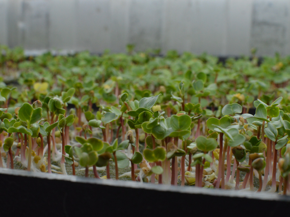 Farm Visit: Nexgarden Farms - Portland Farmers Market