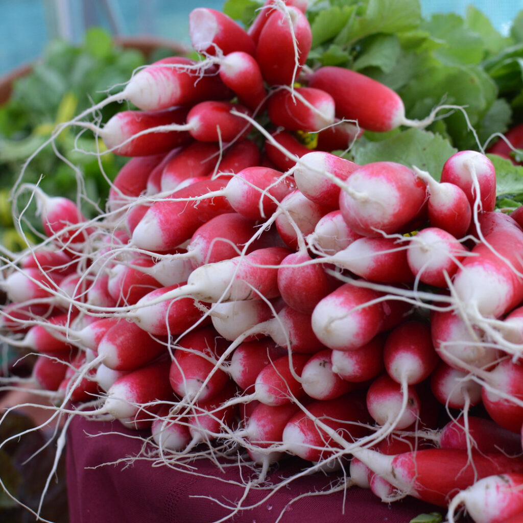 Get to know the winter radish! - Portland Farmers Market